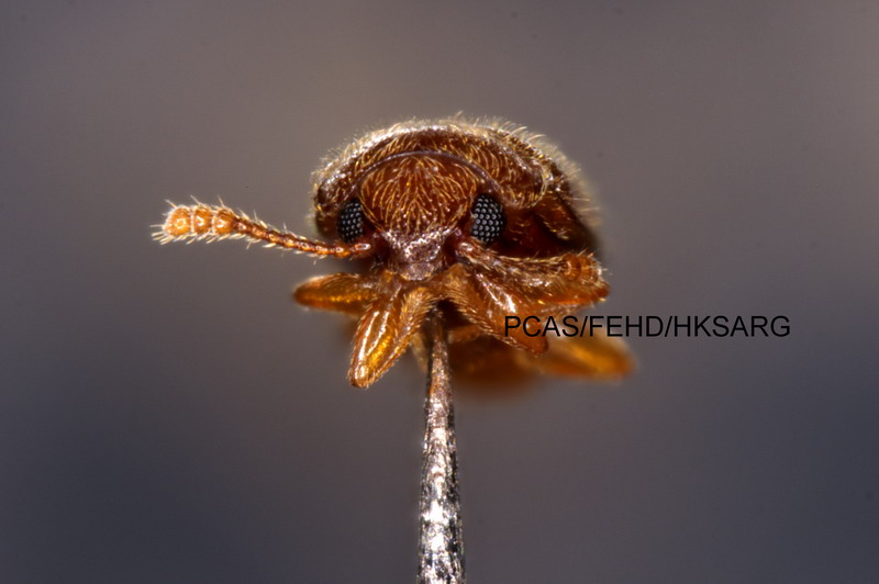 褐蕈甲 Cryptophilus integer